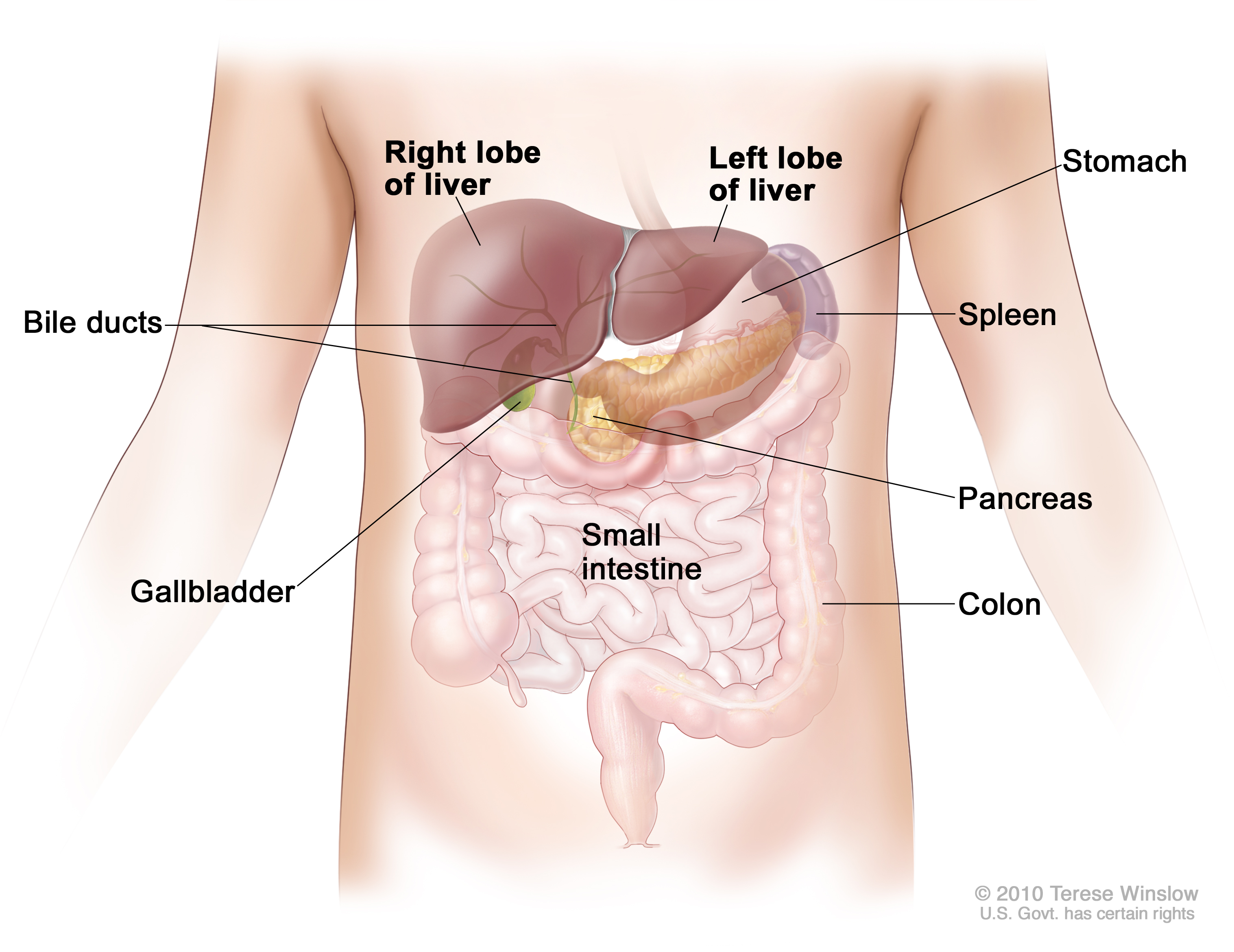 Liver In Human Body Location MedicineBTG