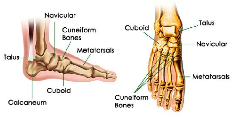 Ankle Bone MedicineBTG Ankle Bone MedicineBTG