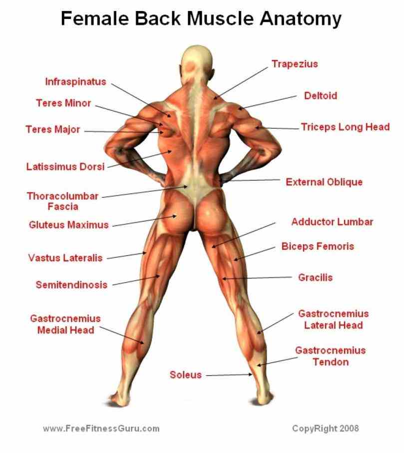 Lower Back Parts Of The Body MedicineBTG