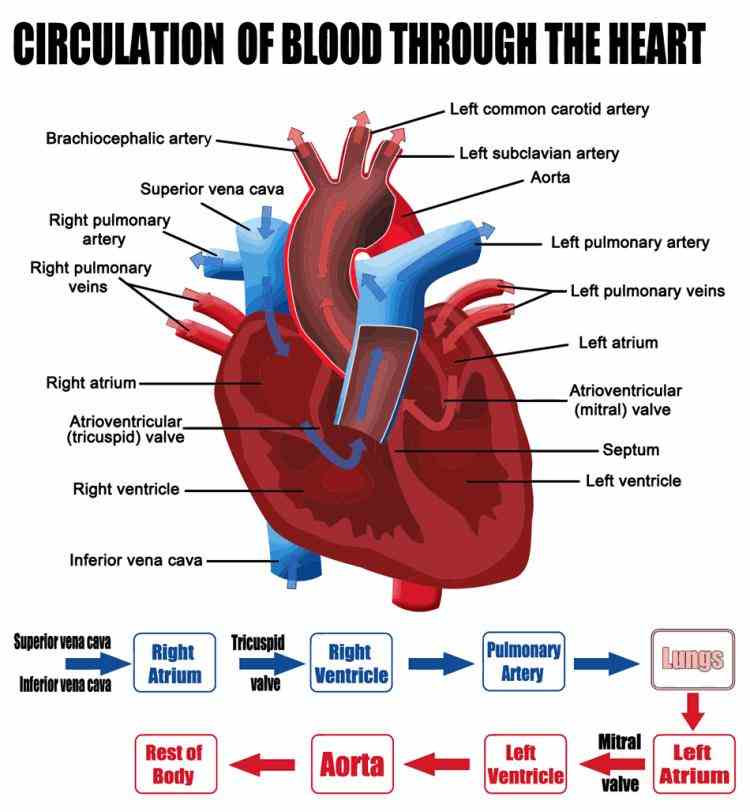 Images Of Blood Flow Through The Heart MedicineBTG