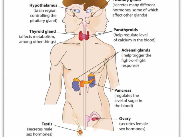Their Functions Are Different Types Of Glands In Human Body Based On Their Functions Are Different Types Of Glands In Human Body Based On