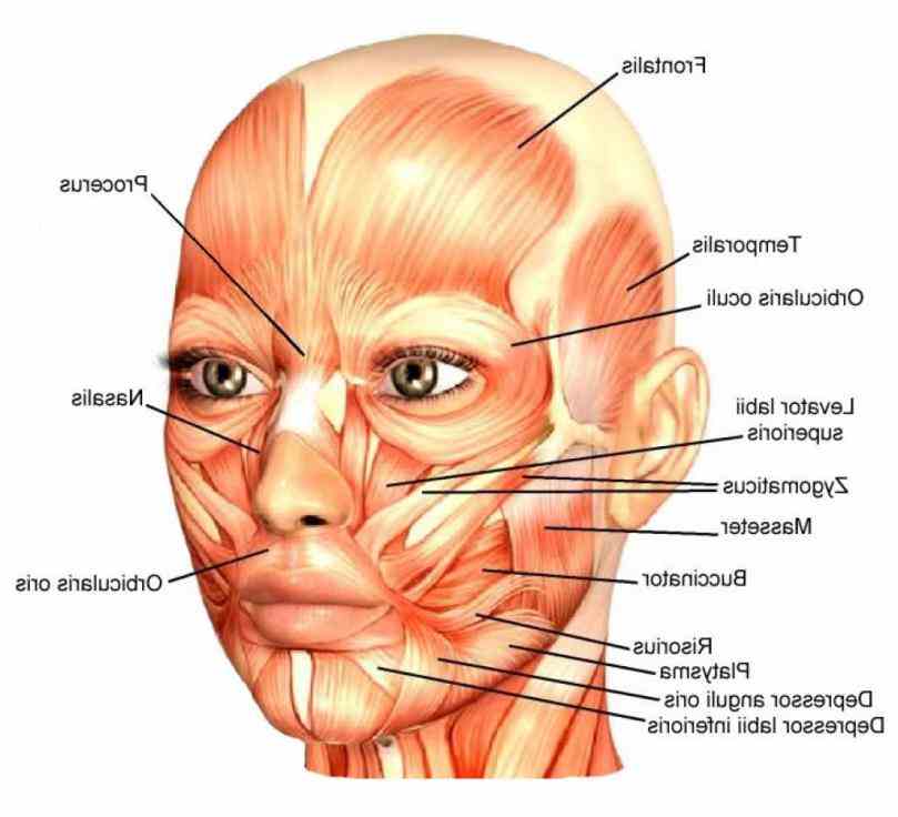 A Trivia Quiz Called Muscles Of The Head Neck Face Test Your A Trivia Quiz Called Muscles Of The Head Neck Face Test Your