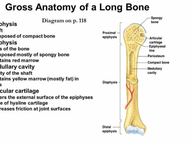 Parts Of A Long Bone parts-of-a-long-bone