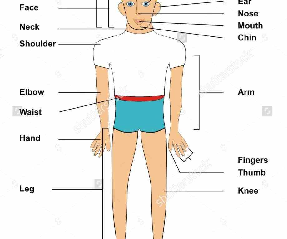 Liver Of Human Body Diagram Liver Of Human Body Diagram