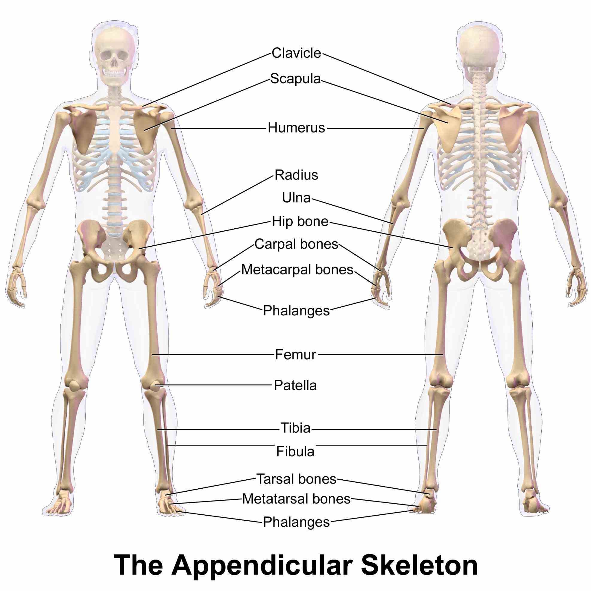 Appendicular Skeletal System MedicineBTG Appendicular Skeletal System MedicineBTG