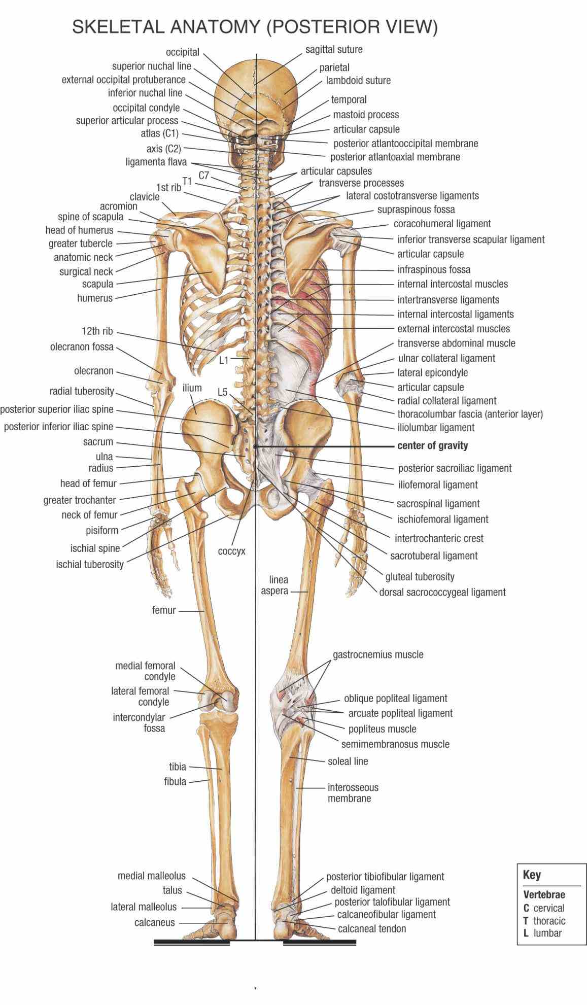 Anatomy Of All The Bones In The Body MedicineBTG