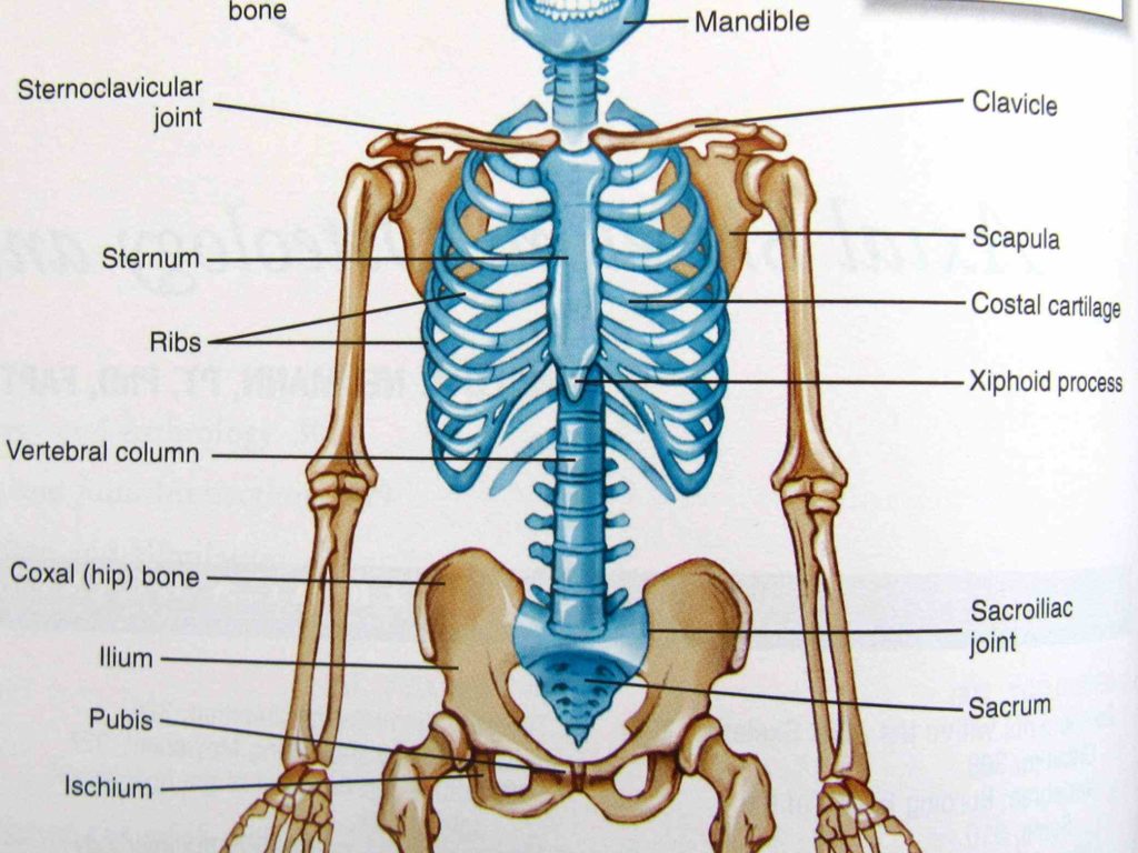Be Grouped Into Two Main Categories Axial And Appendicular This Diagram