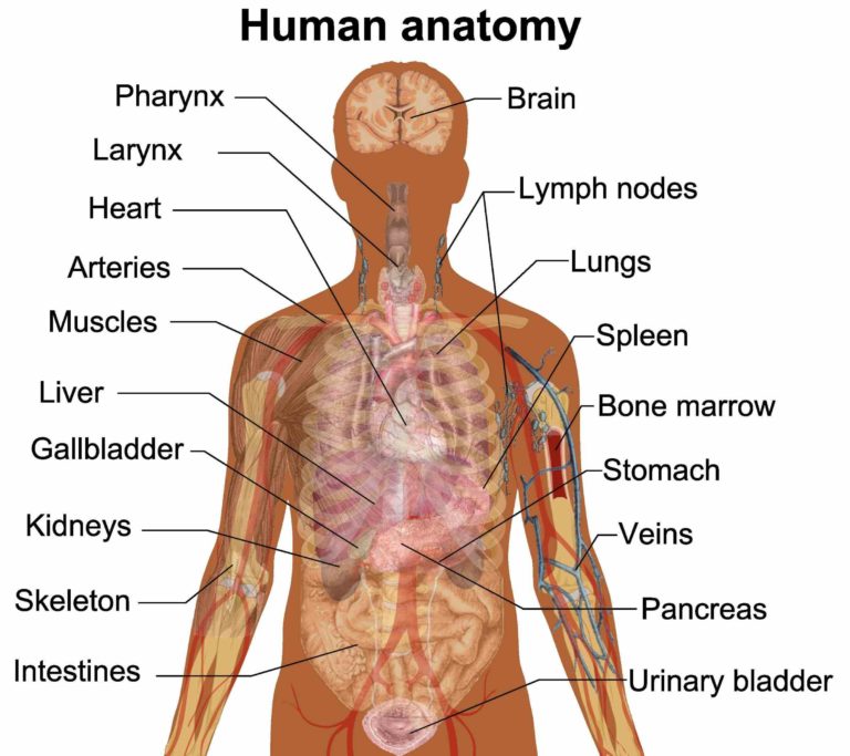 Body Parts External Back Of Diagram Backside Back External Parts Of The 