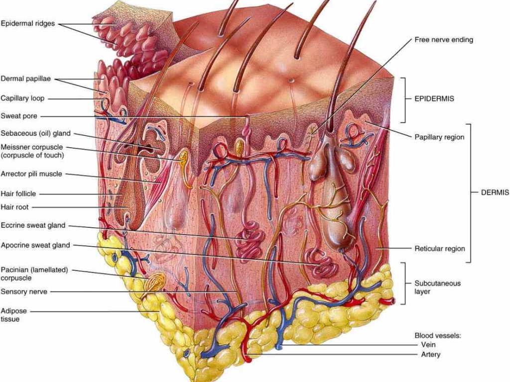 External Organs Of Human Body And Their Functions Pdf Infographics 