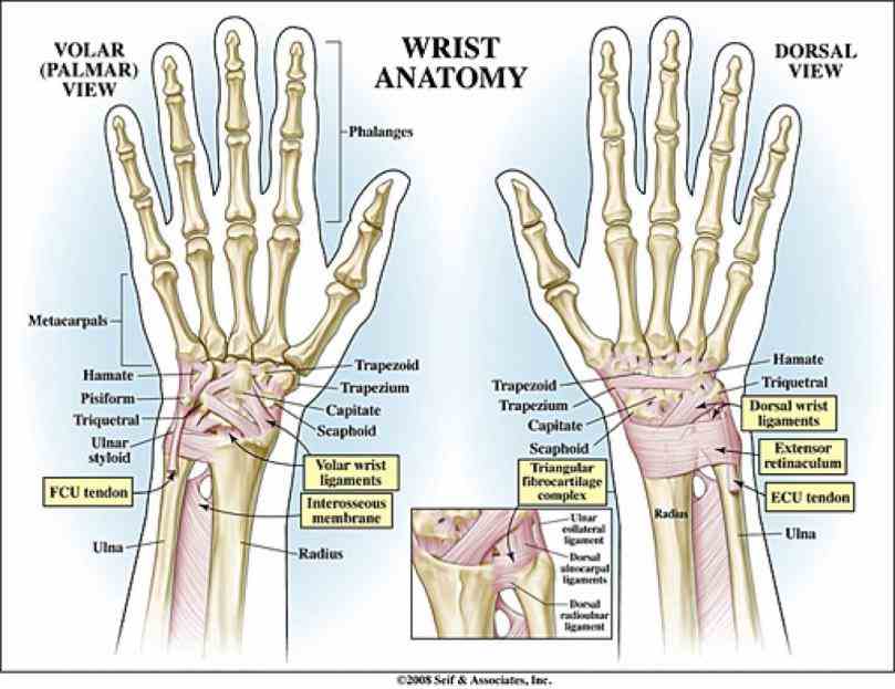 Anatomy Of The Human Wrist MedicineBTG Anatomy Of The Human Wrist MedicineBTG