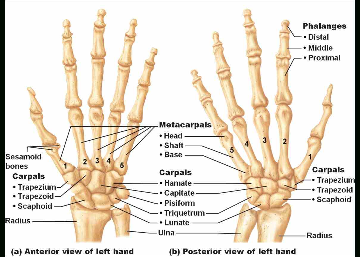 Wrist Bones Anatomy