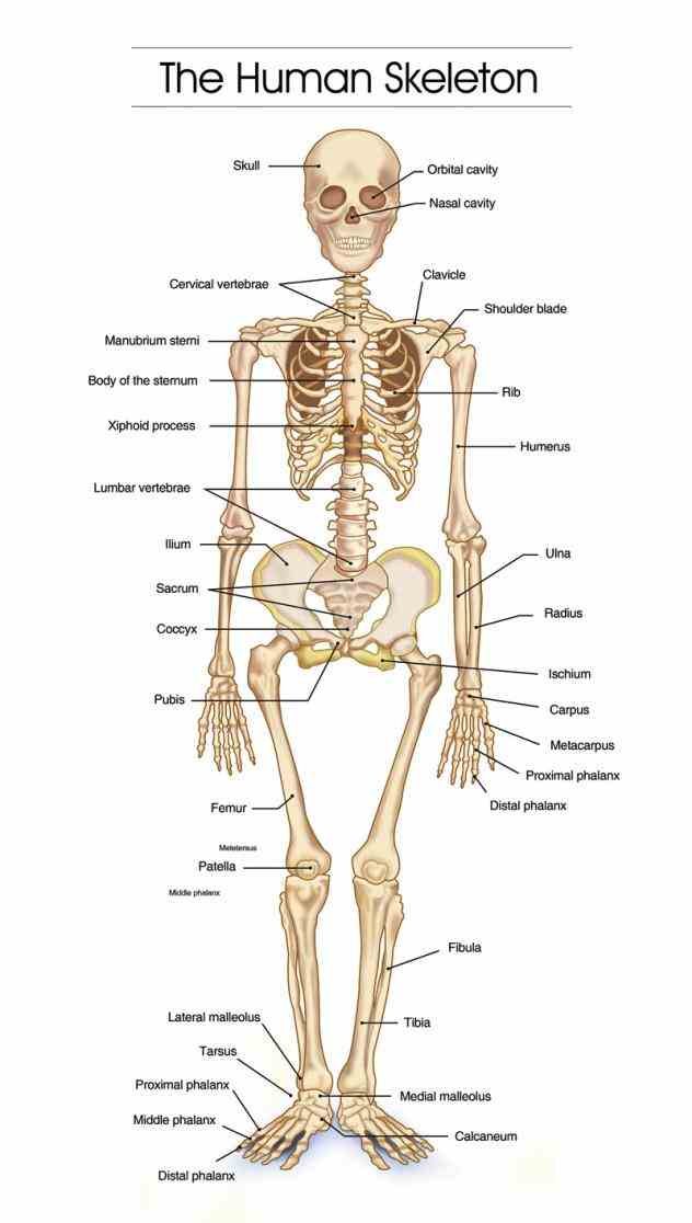 Diagram Human Without Labels So You The Labelled Human Skeleton 