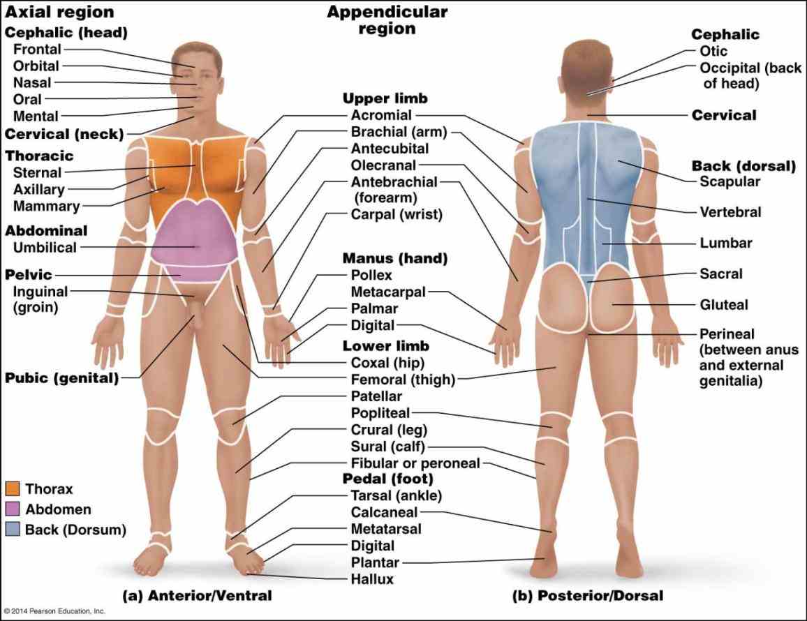 Anterior And Posterior Parts Of The Body MedicineBTG