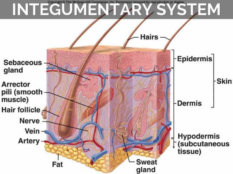Integumentary System Organs And Functions MedicineBTG Integumentary System Organs And Functions MedicineBTG