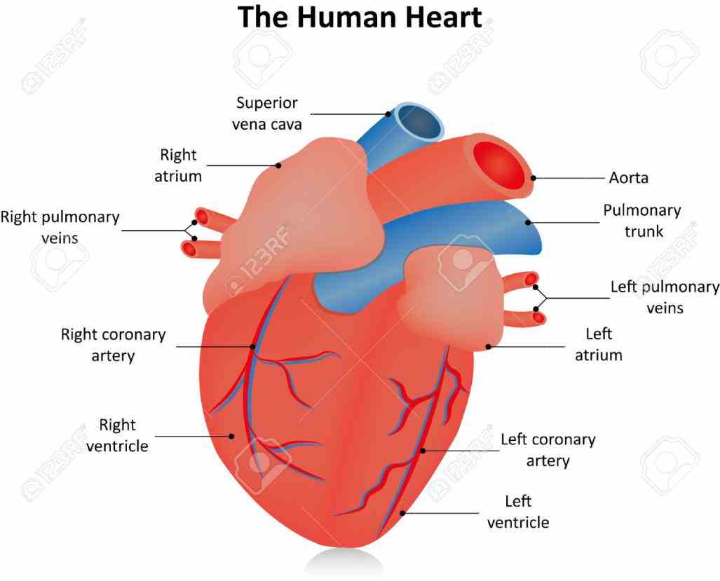 Find Image Of The Heart Labeled Free Pictures Photos Diagrams Images 