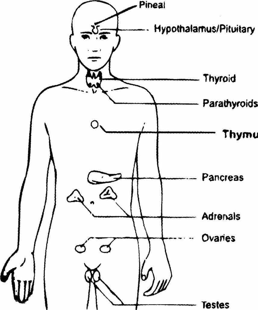Gland Locations In The Human Body MedicineBTG Gland Locations In The Human Body MedicineBTG
