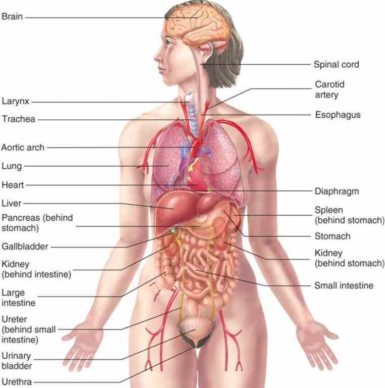 Information Related To The Human Body Right Here At Science Kids Photo 