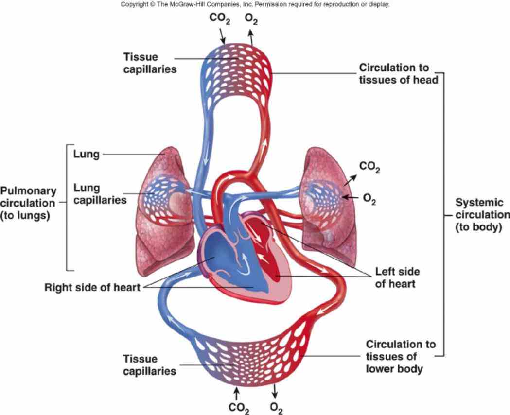 Cardiovascular System MedicineBTG