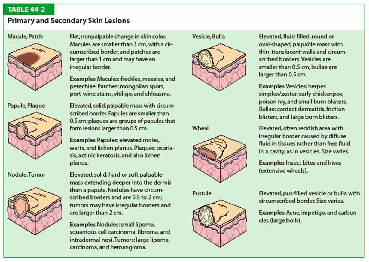 Integumentary System Parts And Functions Picture MedicineBTG
