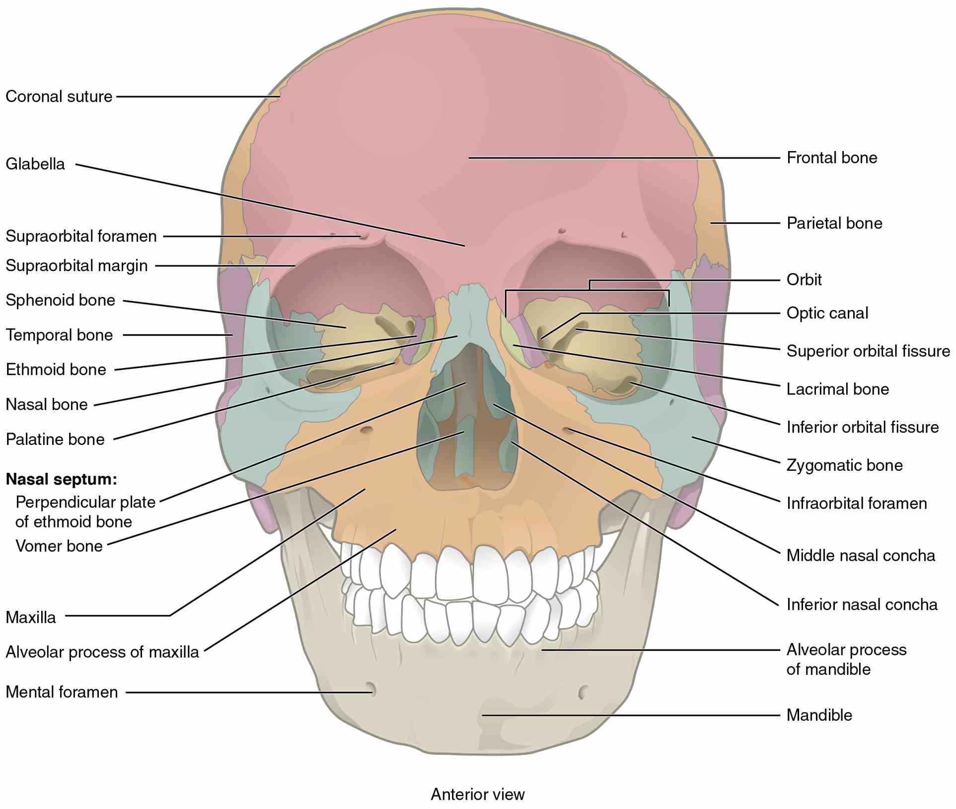 Labeled Diagrams Of Skull MedicineBTG Labeled Diagrams Of Skull MedicineBTG