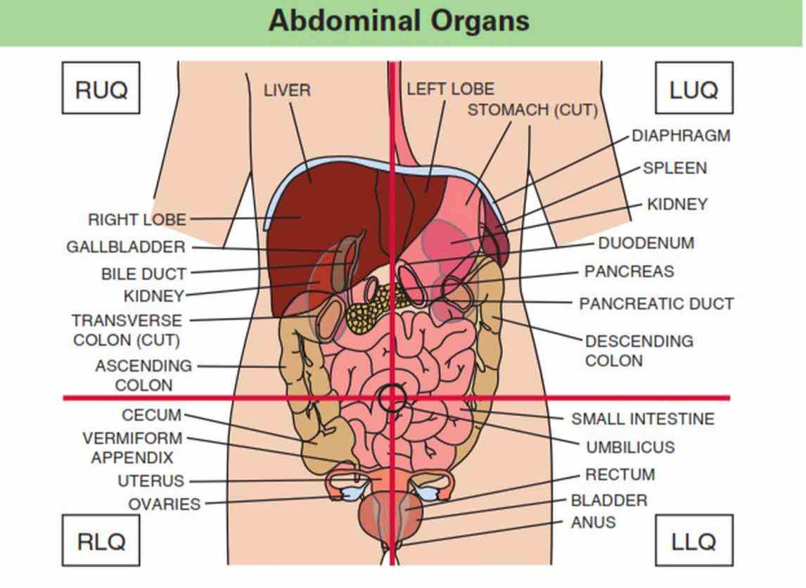 Picture Of Abdominal Quadrants MedicineBTG