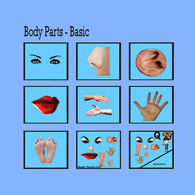 External Human Body Parts MedicineBTG External Human Body Parts MedicineBTG