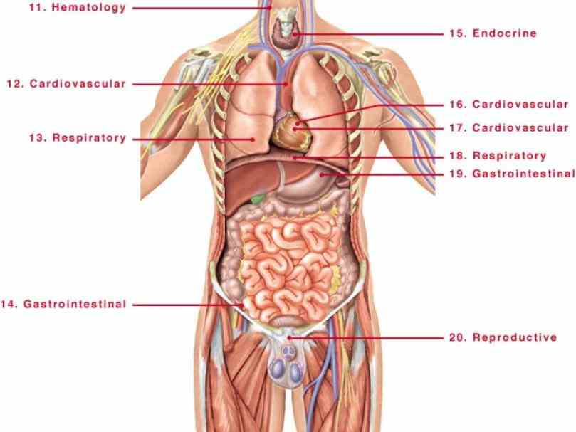 Picture Of Human Body With Organs Labeled MedicineBTG Picture Of Human Body With Organs Labeled MedicineBTG