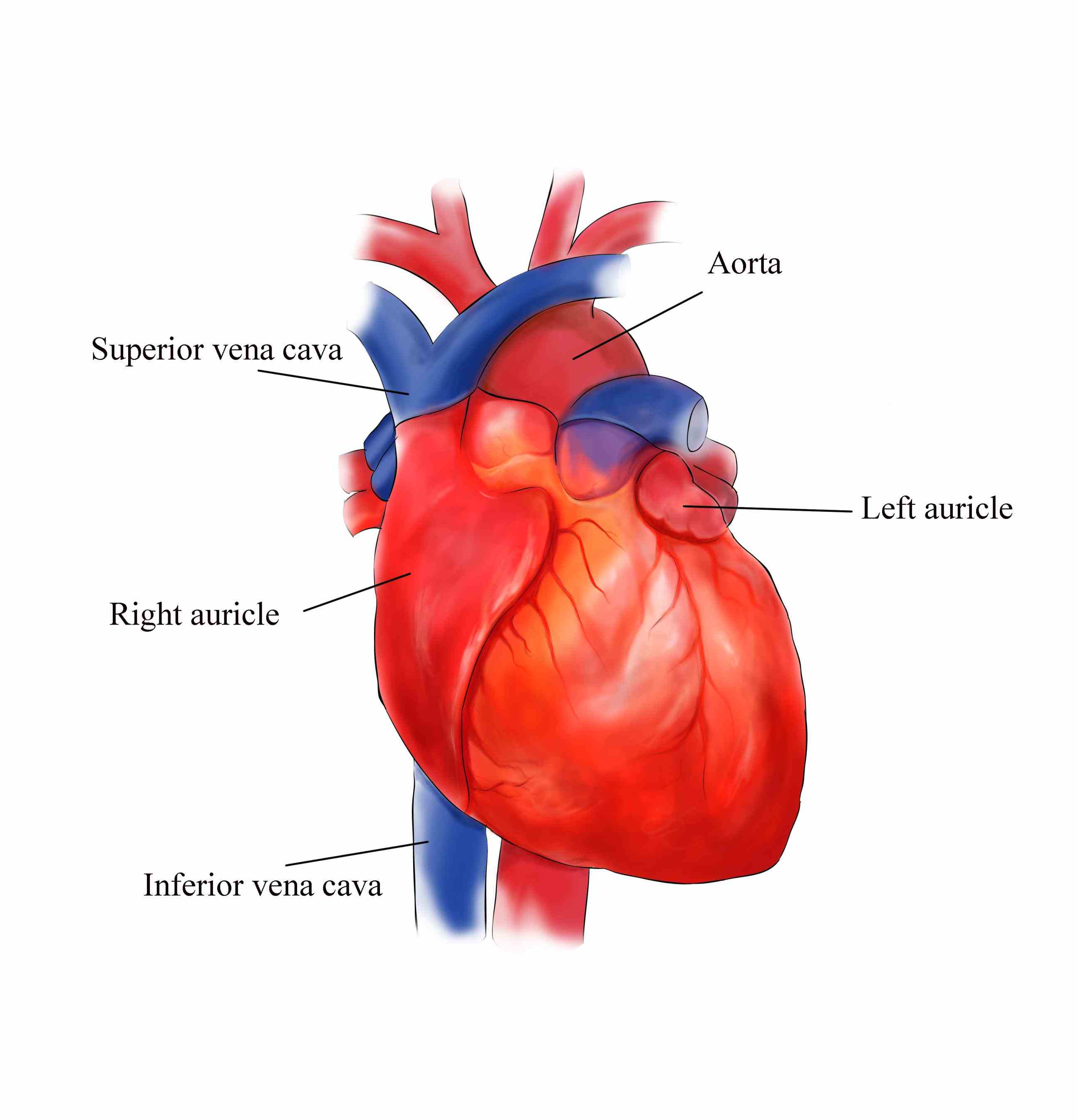 External Structures Of The Human Heart MedicineBTG