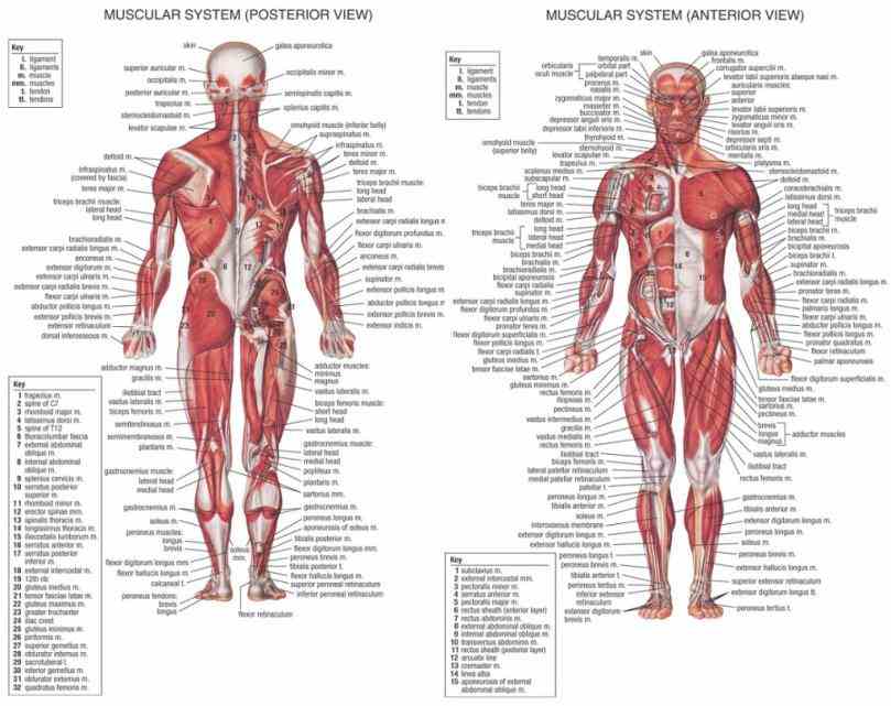 Musculoskeletal System Structure MedicineBTG