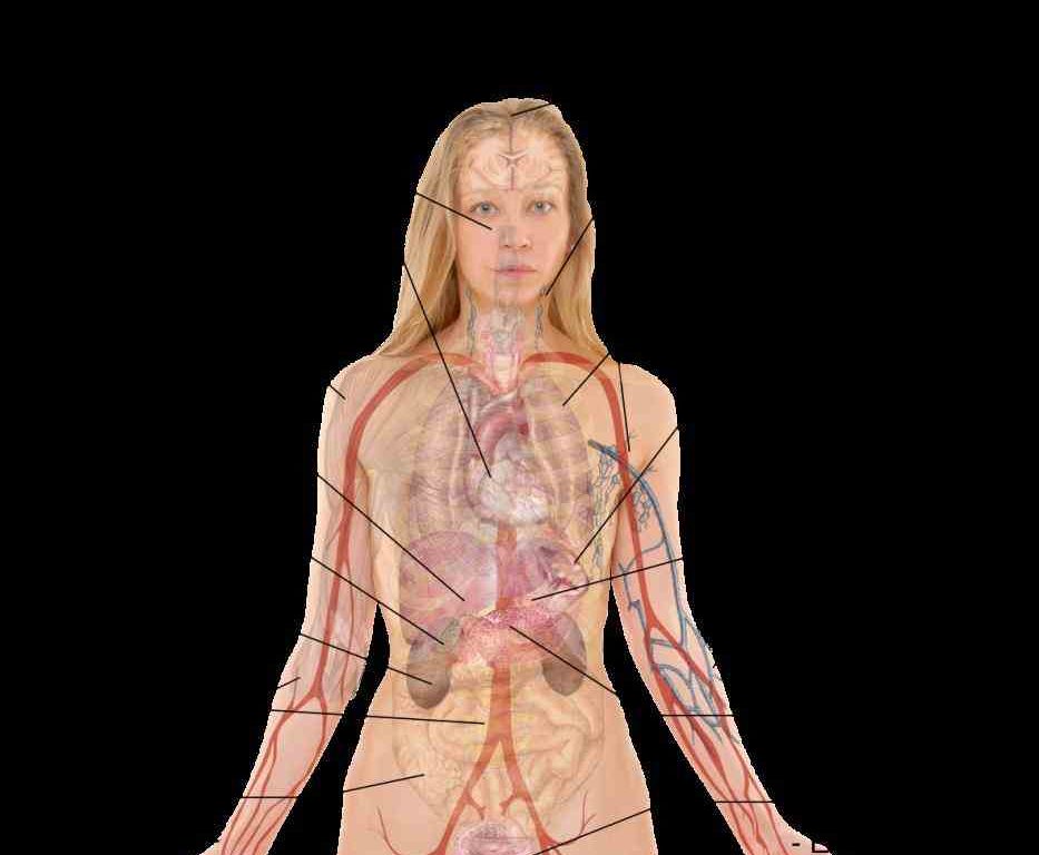 Human Body Organs Male Human Body Organs Male