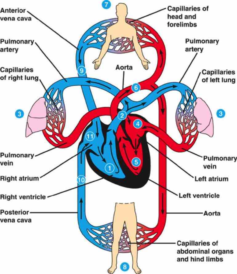 Major Components Of The Cardiovascular System MedicineBTG Major Components Of The Cardiovascular System MedicineBTG