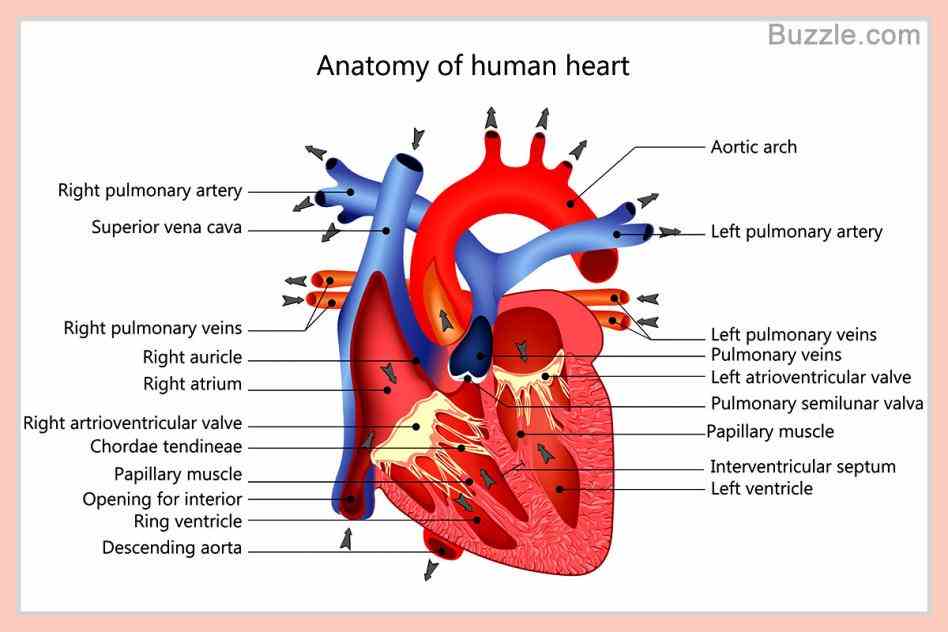 Parts Of The Human Heart And Their Functions MedicineBTG