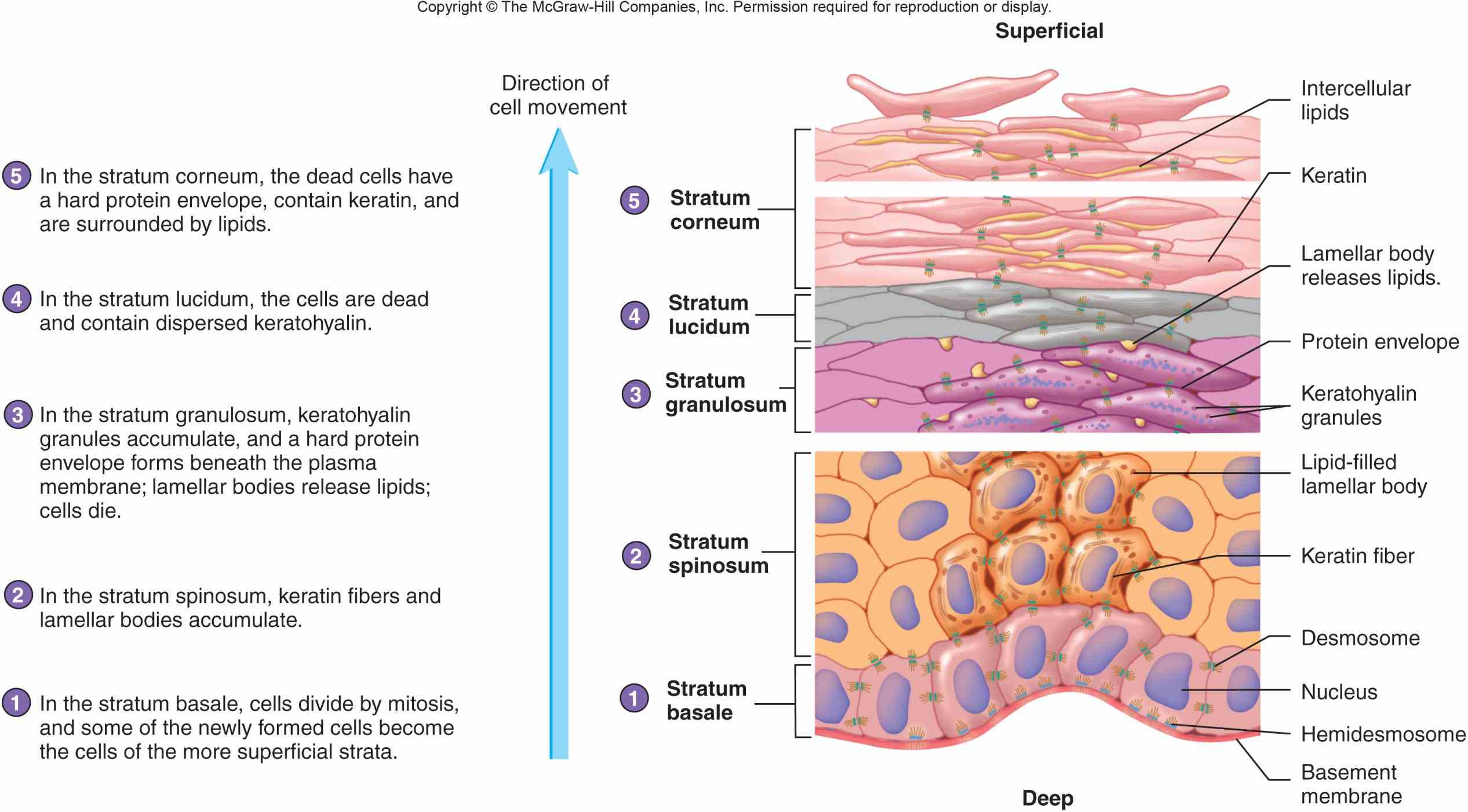 Integumentary System Parts And Their Functions MedicineBTG Integumentary System Parts And Their Functions MedicineBTG