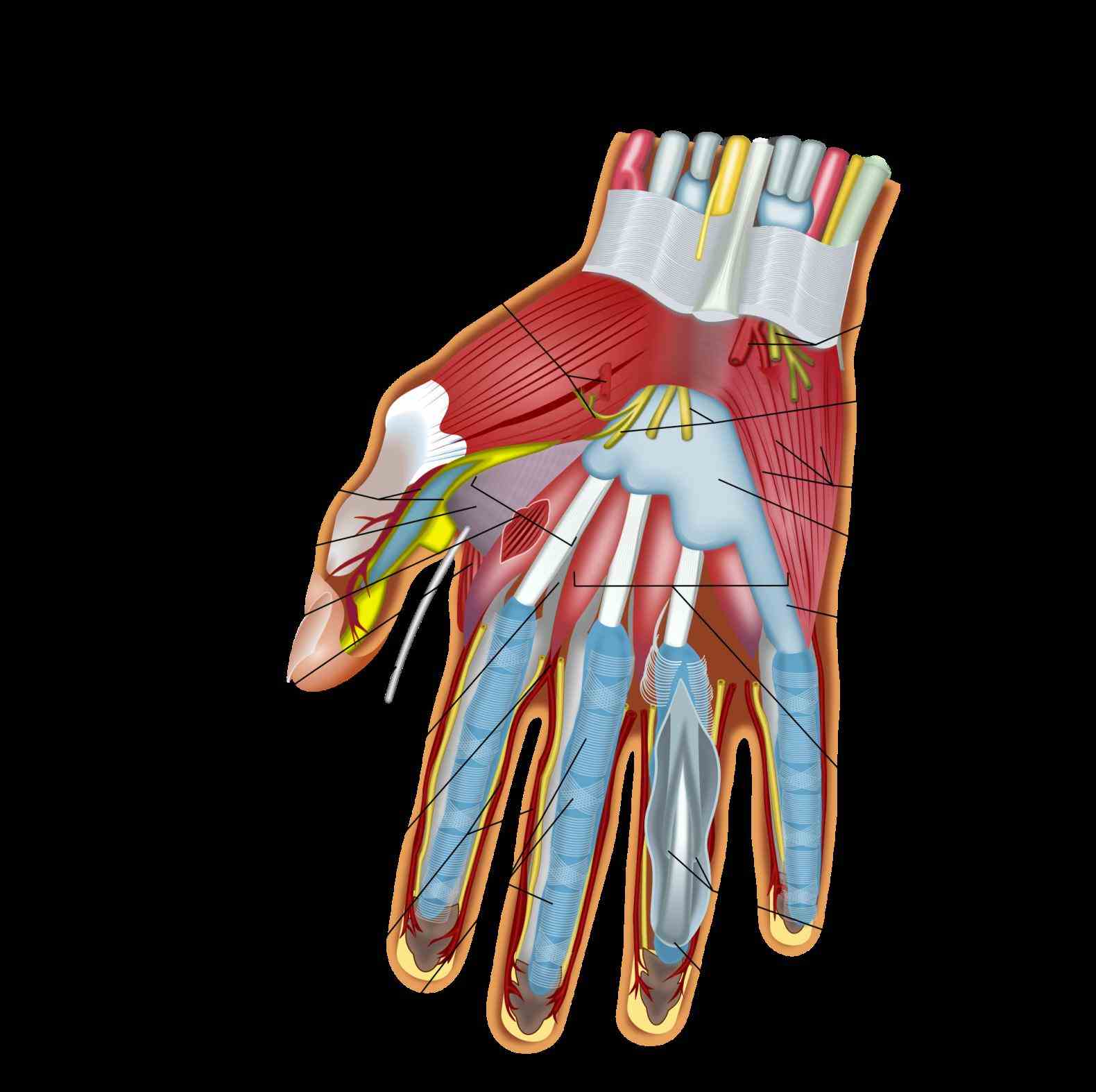 Anatomy Of The Thumb Ligaments MedicineBTG