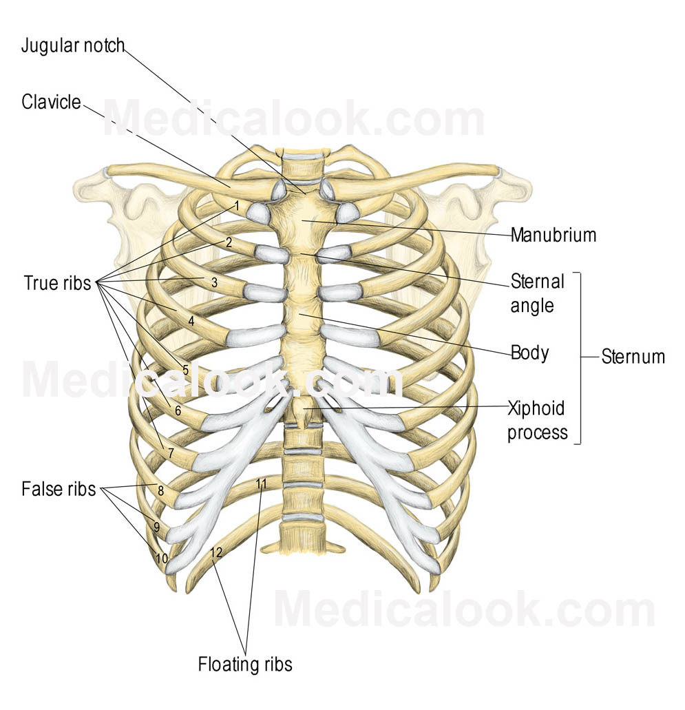 Liver Location Human Anatomy Organs MedicineBTG
