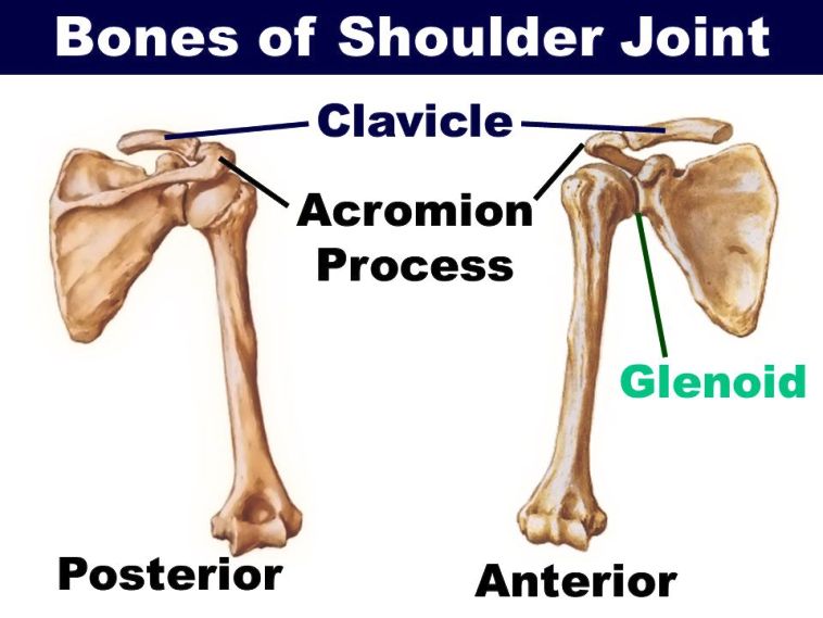 Acromion Process MedicineBTG Acromion Process MedicineBTG