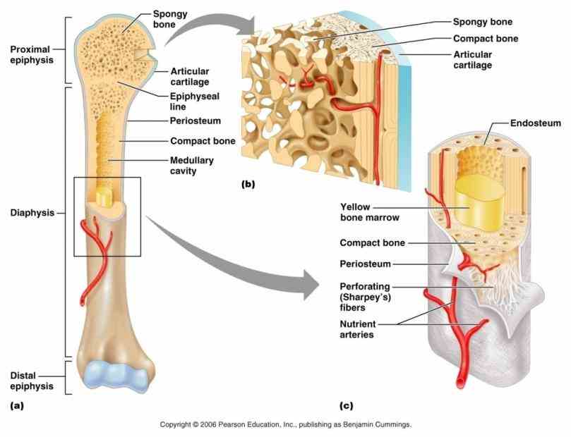 Anatomy Of A Typical Long Bone MedicineBTG Anatomy Of A Typical Long Bone MedicineBTG