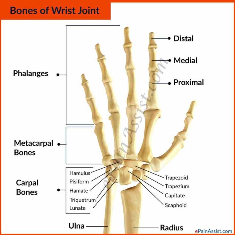 Anatomy Of The Thumb Ligaments Set Anatomy Of The Thumb