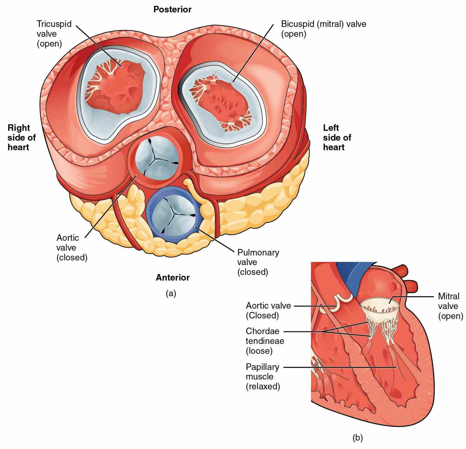 Heart Valves Structure And Function MedicineBTG Heart Valves Structure And Function MedicineBTG