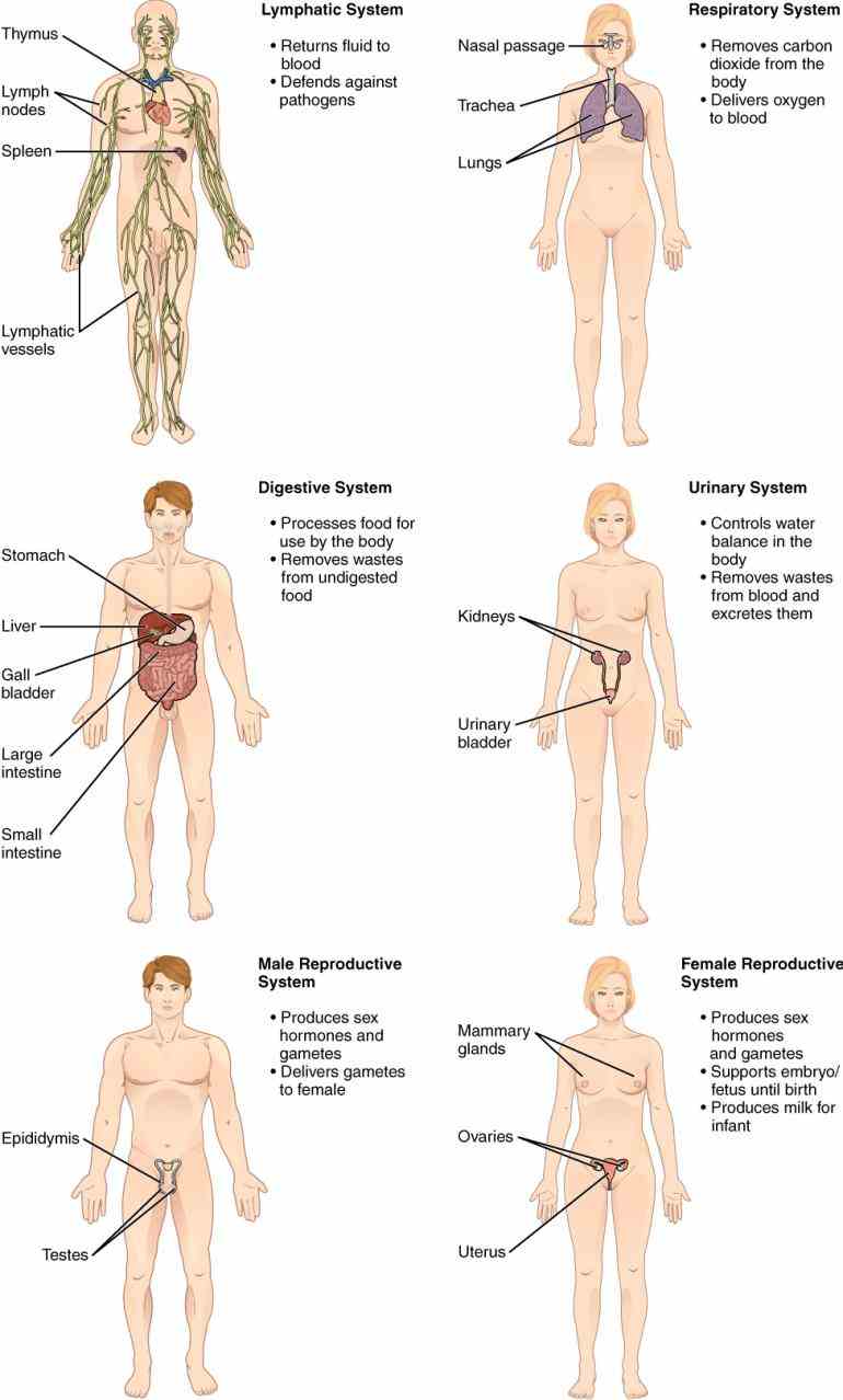 Major System Of The Human Body Diagram MedicineBTG