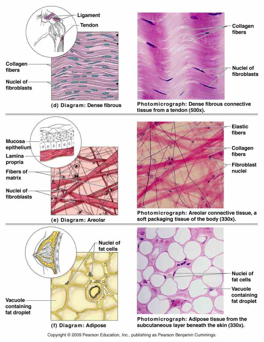 Epithelial Tissue Human Body MedicineBTG