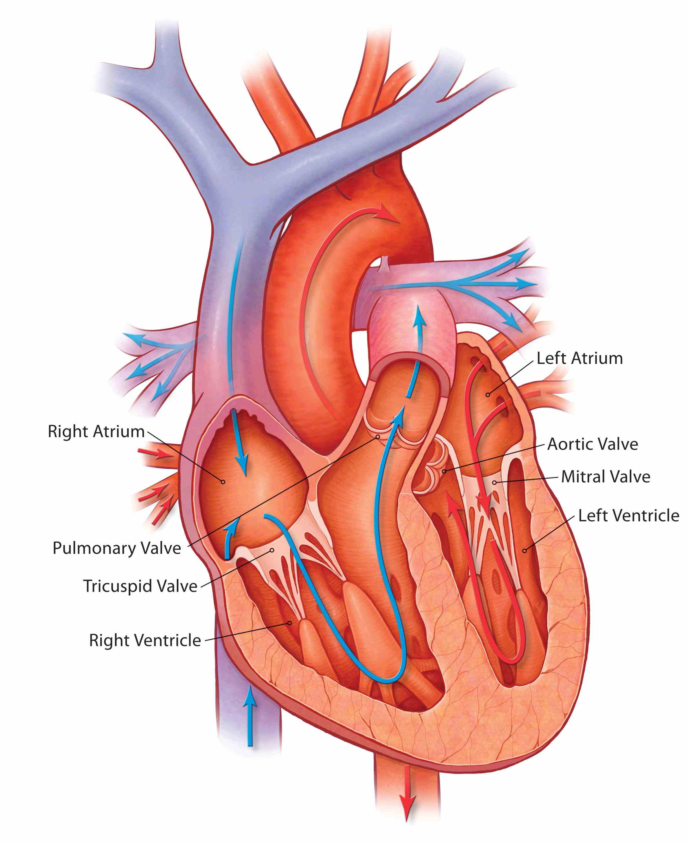 Anatomy Of The Valves In The Heart MedicineBTG