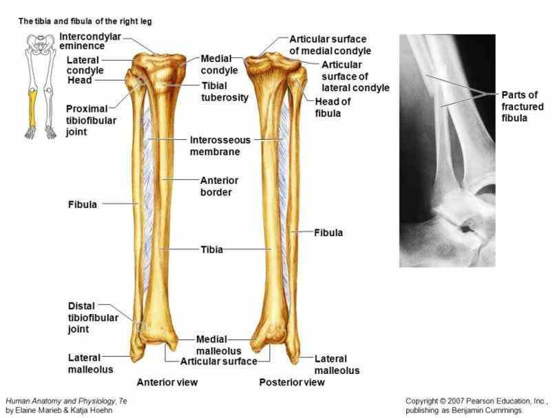 Anatomy Of Tibia And Fibula MedicineBTG