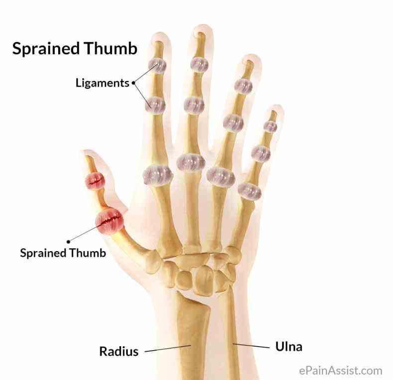 Anatomy Of The Thumb Ligaments MedicineBTG