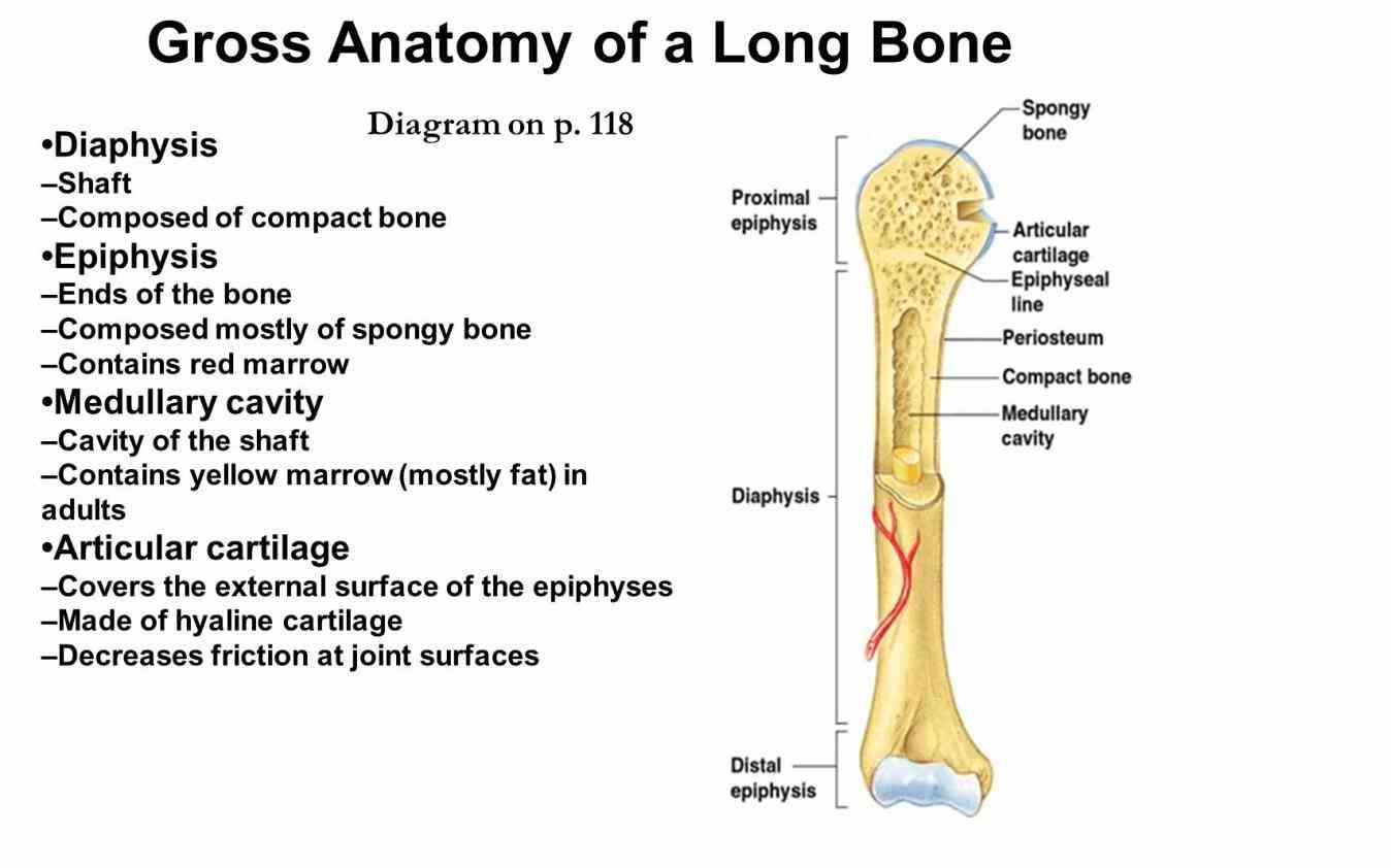 Anatomy Of A Typical Long Bone MedicineBTG