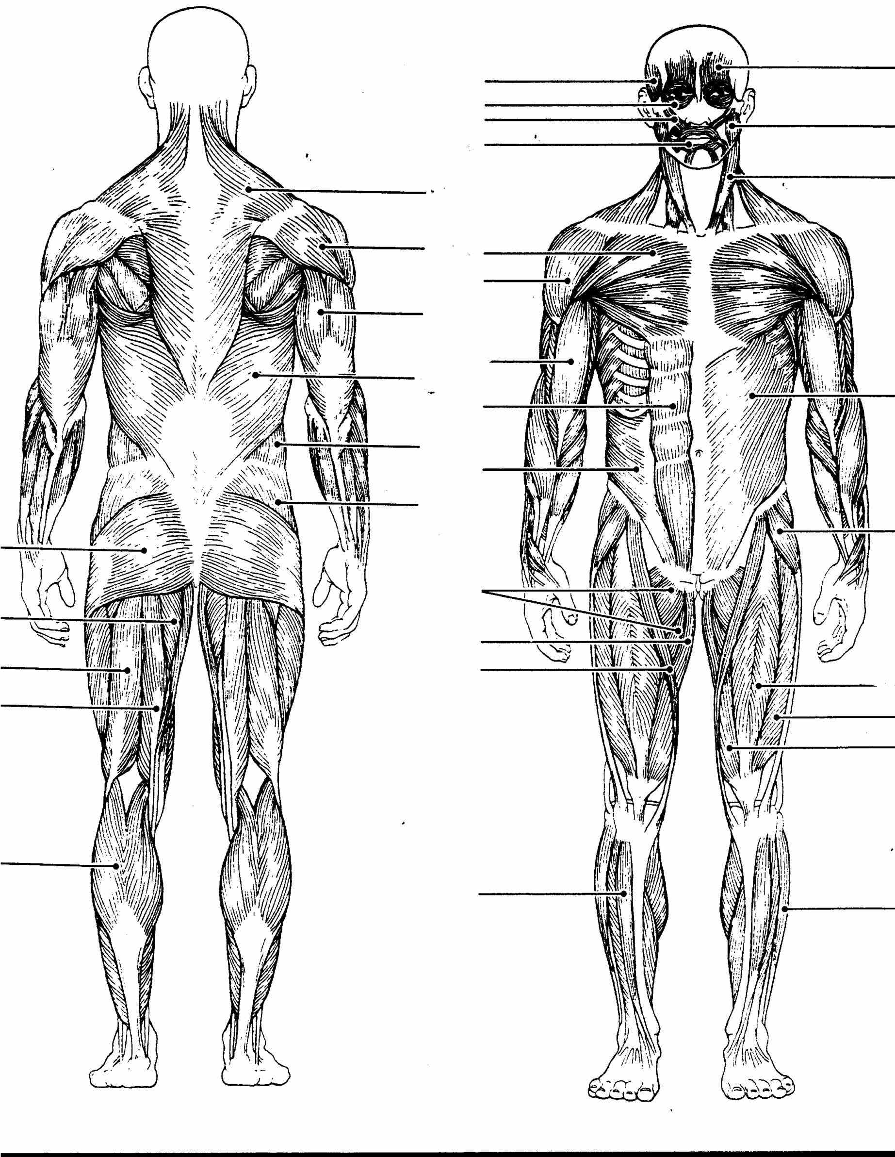 Major Muscles Of The Body Diagram MedicineBTG