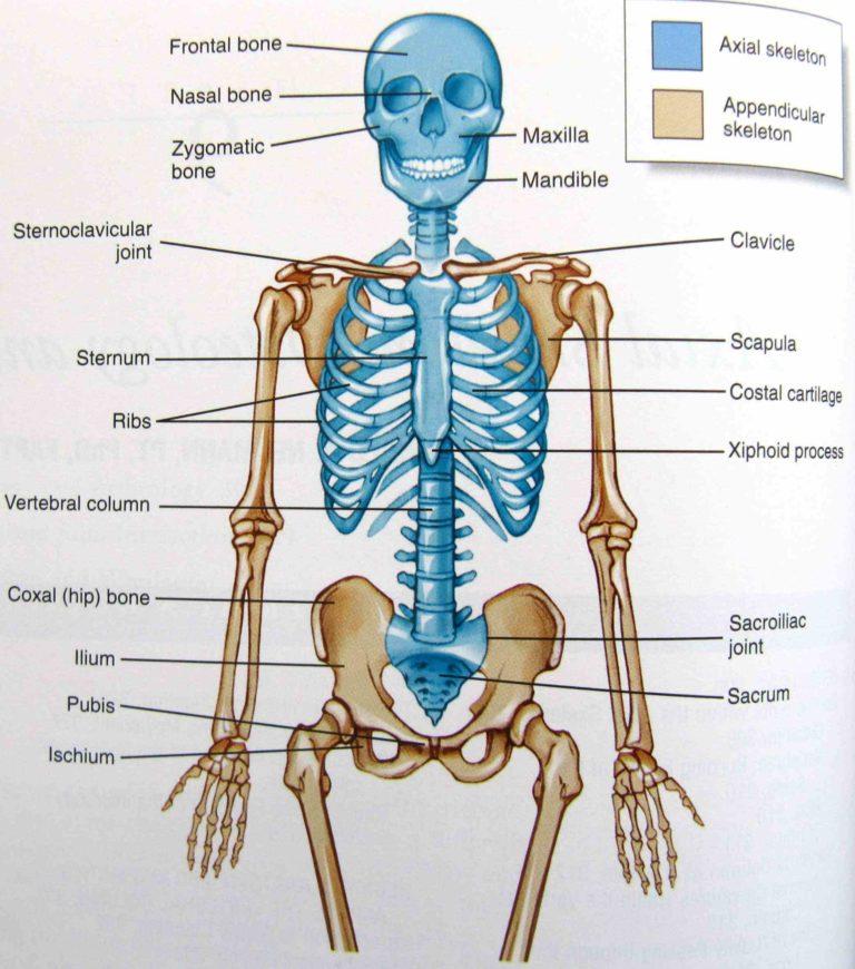 Be Grouped Into Two Main Categories Axial And Appendicular This Diagram 