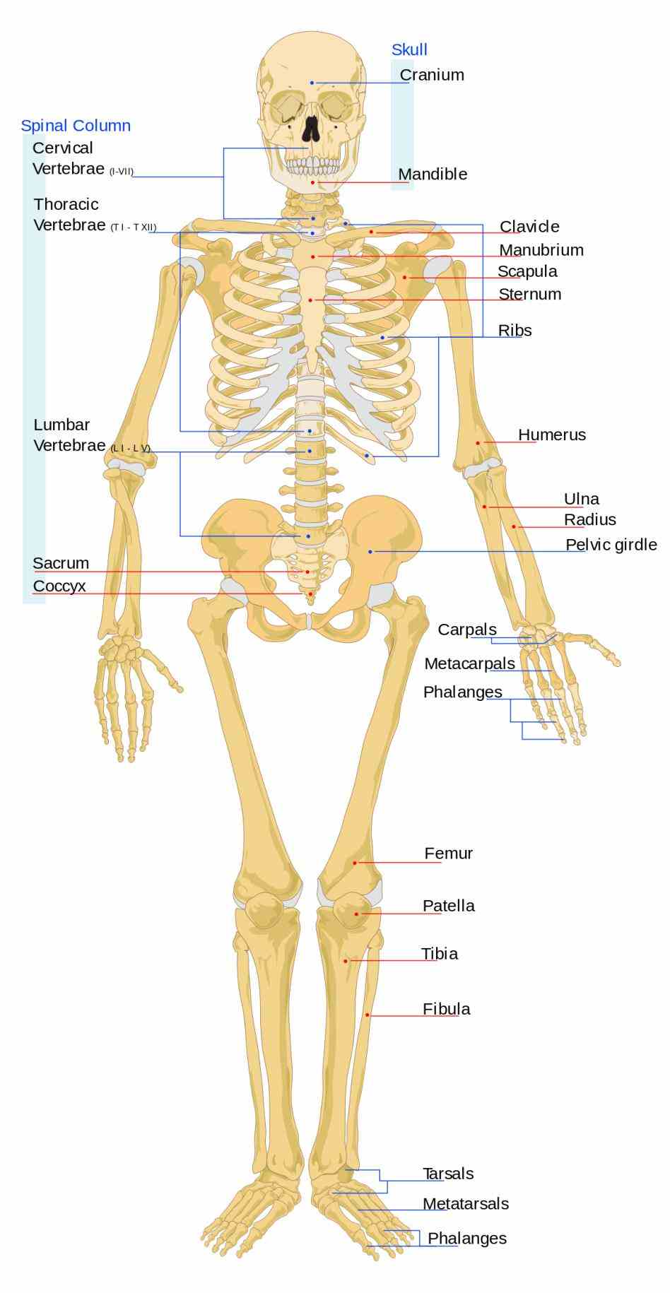 Anatomy Of All The Bones In Your Body MedicineBTG