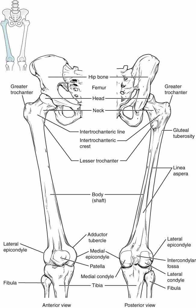 Anatomy The Bones Of The Lower Limb MedicineBTG Anatomy The Bones Of The Lower Limb MedicineBTG