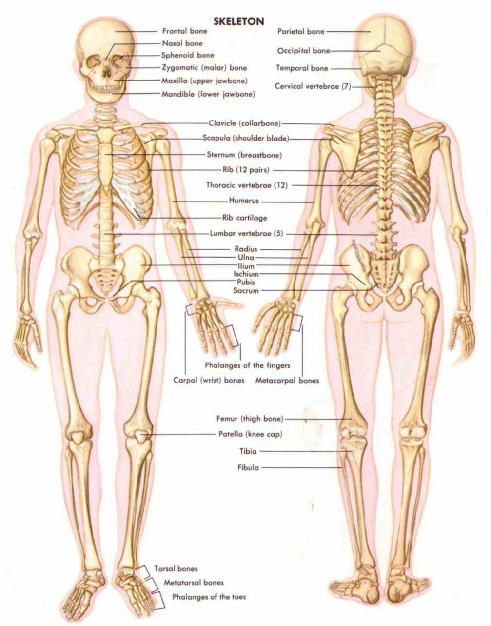Categories Axial And Appendicular This Diagram Shows Which Bones In The Categories Axial And Appendicular This Diagram Shows Which Bones In The